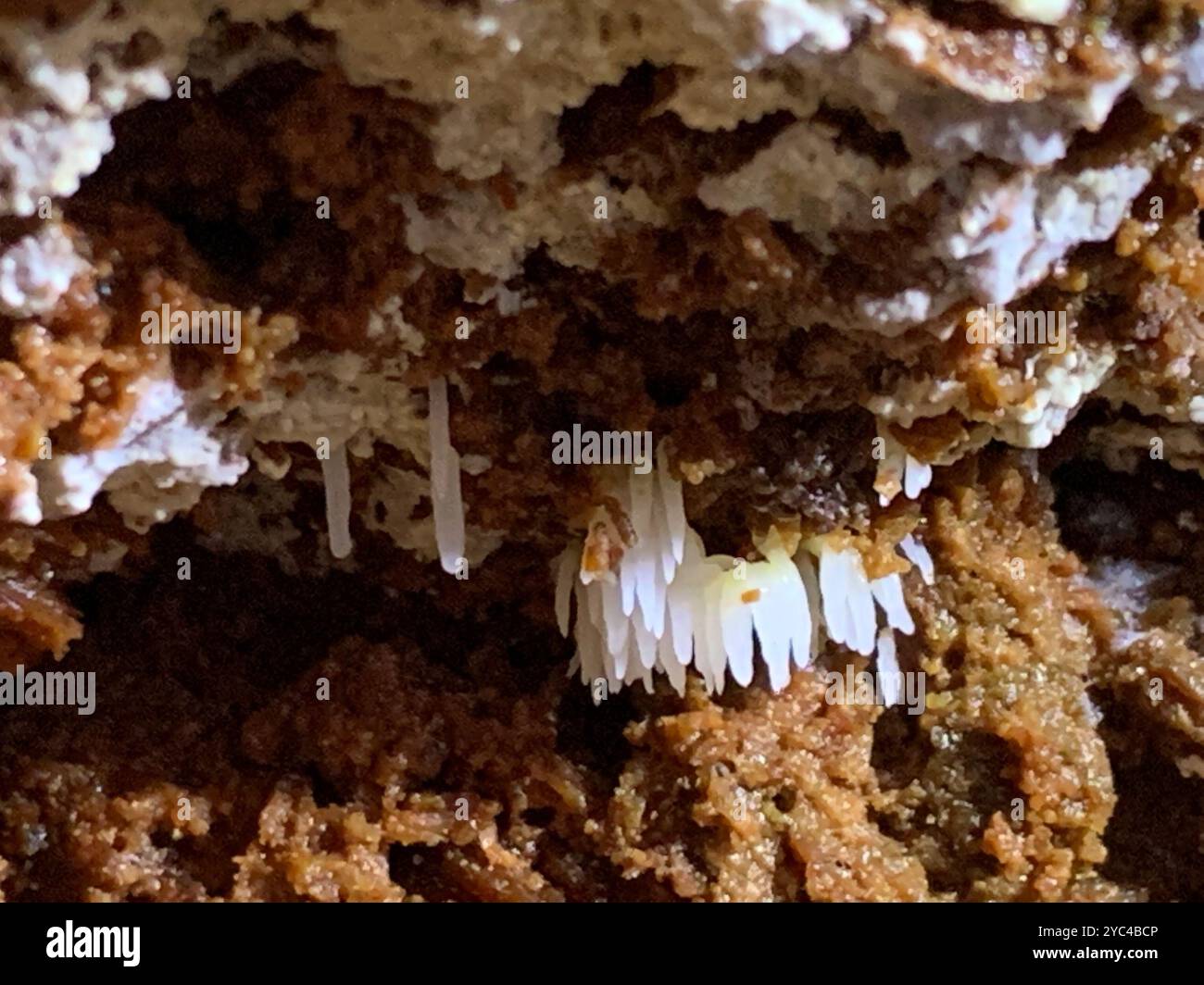 swarming spine (Mucronella calva) Fungi Stock Photo - Alamy