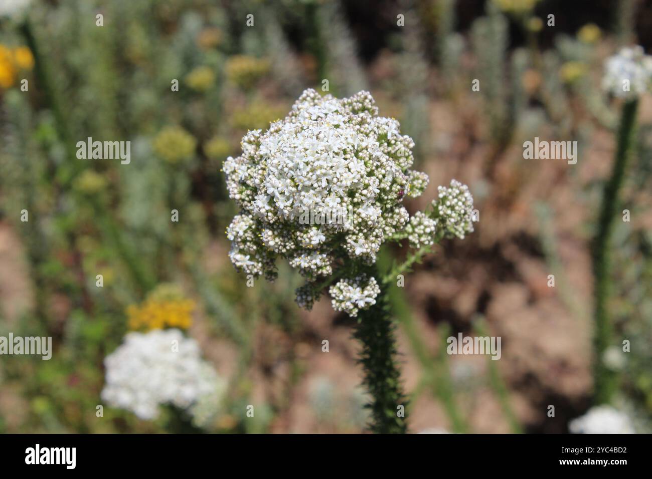 Stiff Bitterbush (Selago corymbosa) Plantae Stock Photo - Alamy