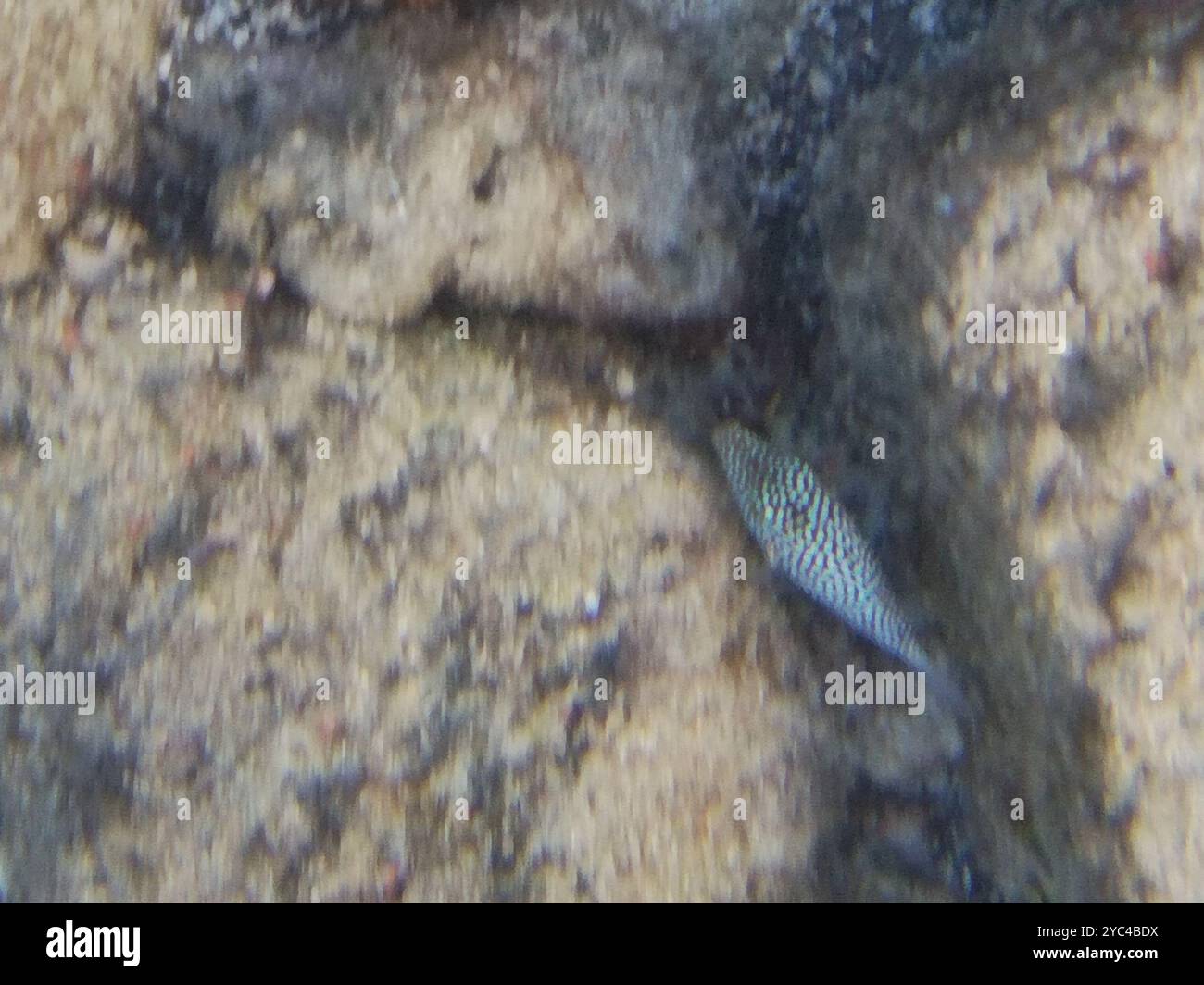 Hawaiian Spotted Toby (Canthigaster jactator) Actinopterygii Stock ...