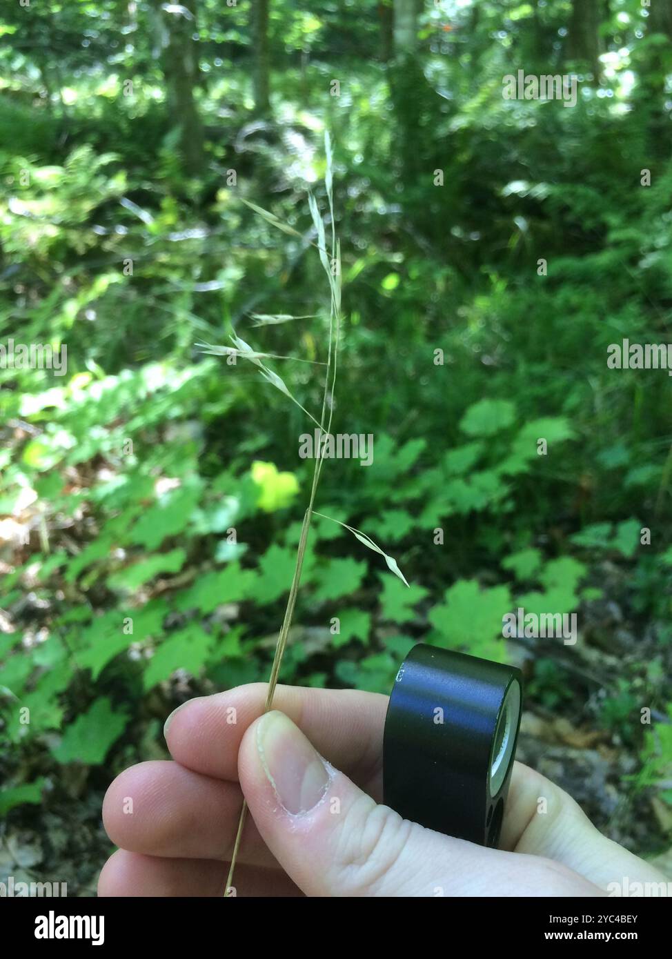 Flattened Oatgrass (Danthonia compressa) Plantae Stock Photo - Alamy
