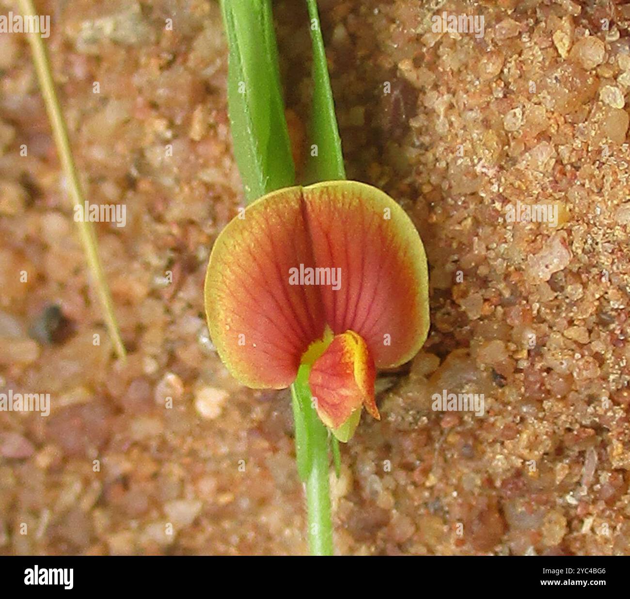 Barb Caterpillarbean (Zornia glochidiata) Plantae Stock Photo - Alamy
