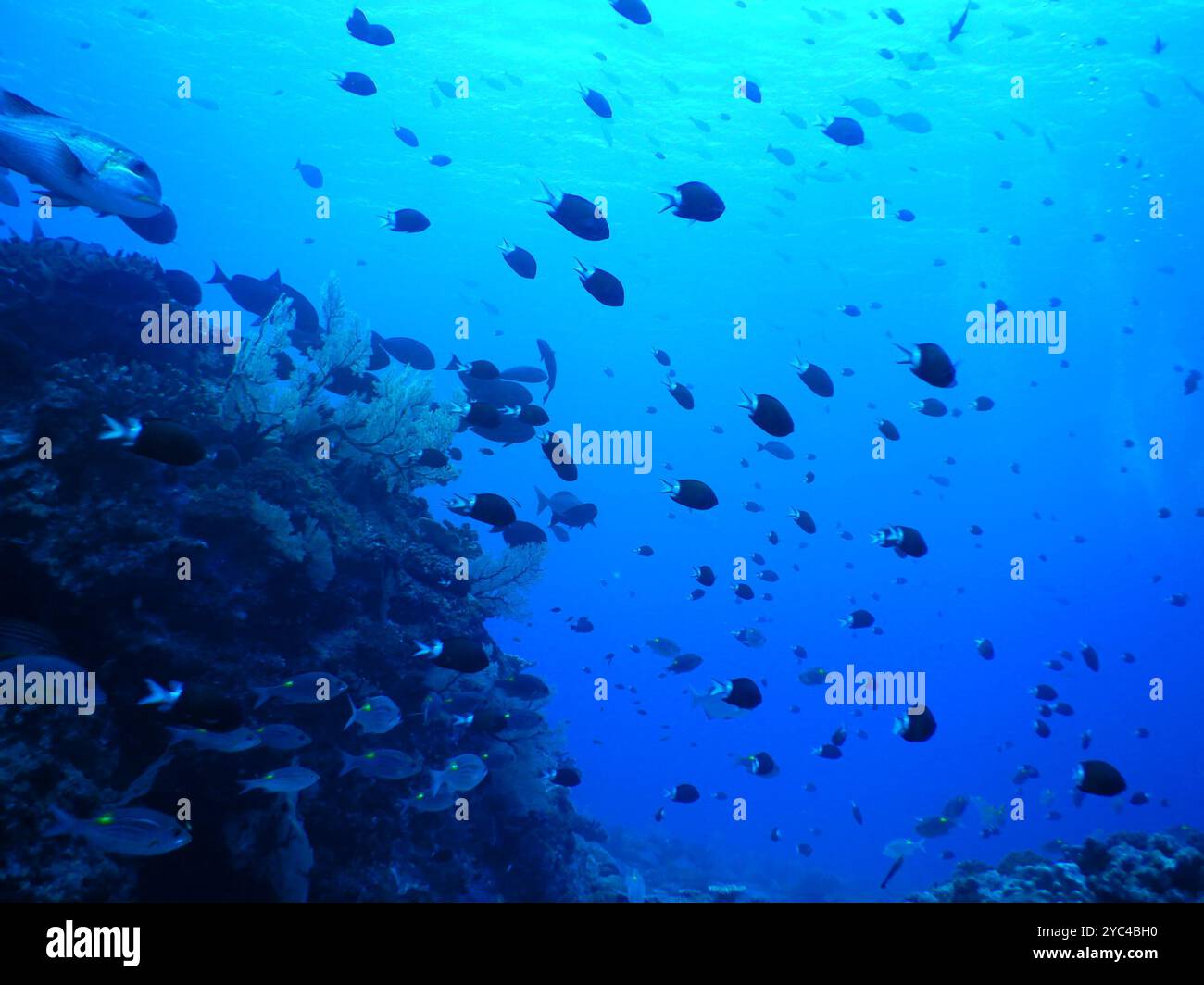Stoutbody Puller (Chromis chrysura) Actinopterygii Stock Photo - Alamy