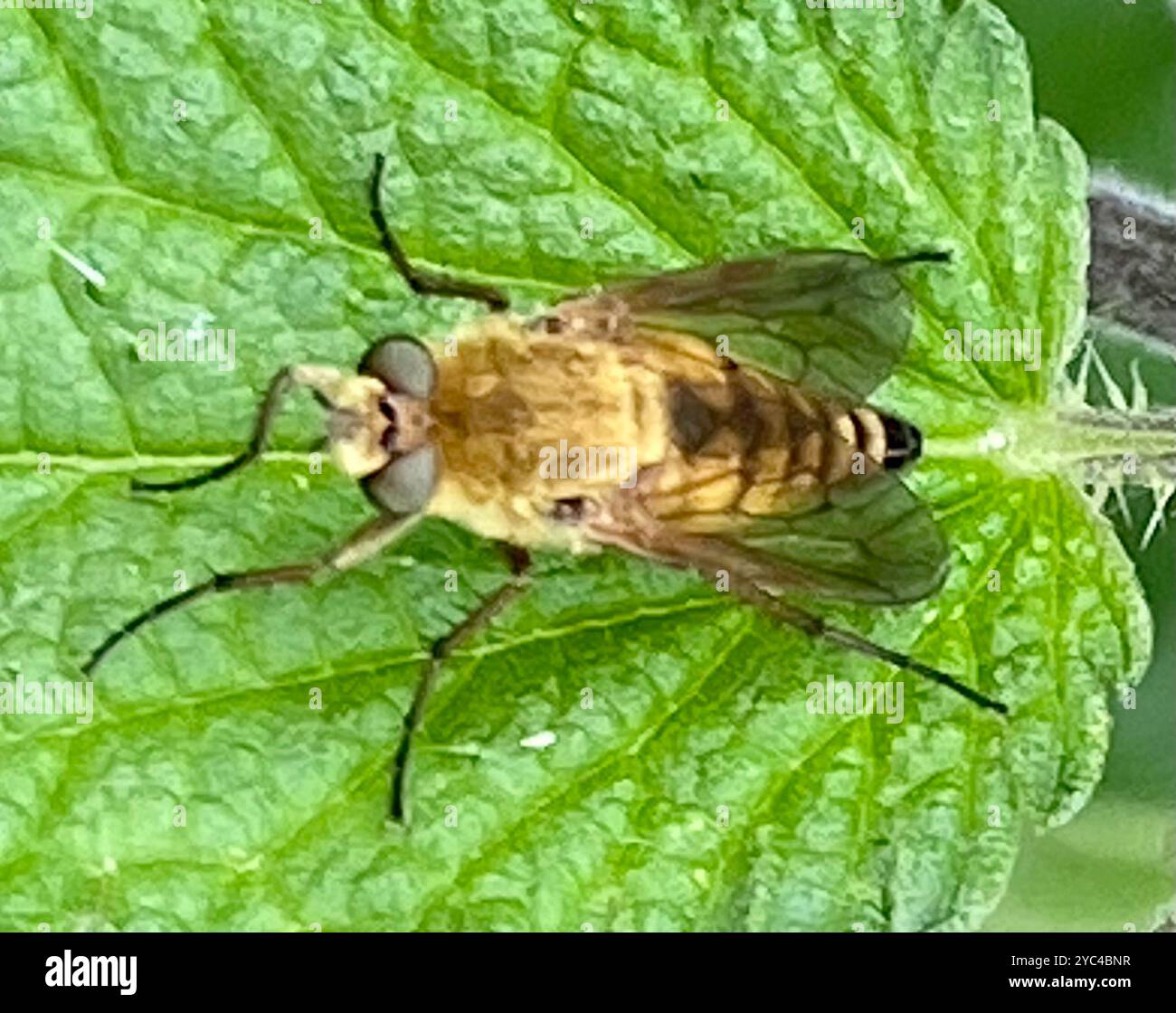 Common Stiletto (Thereva nobilitata) Insecta Stock Photo - Alamy