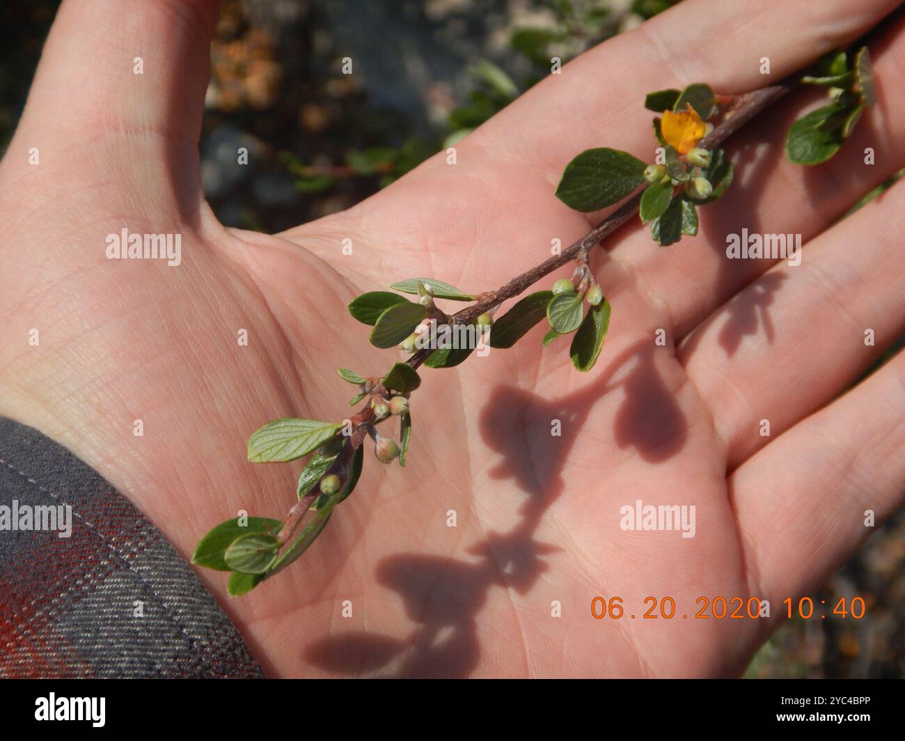 mountain mahoganies (Cercocarpus) Plantae Stock Photo - Alamy
