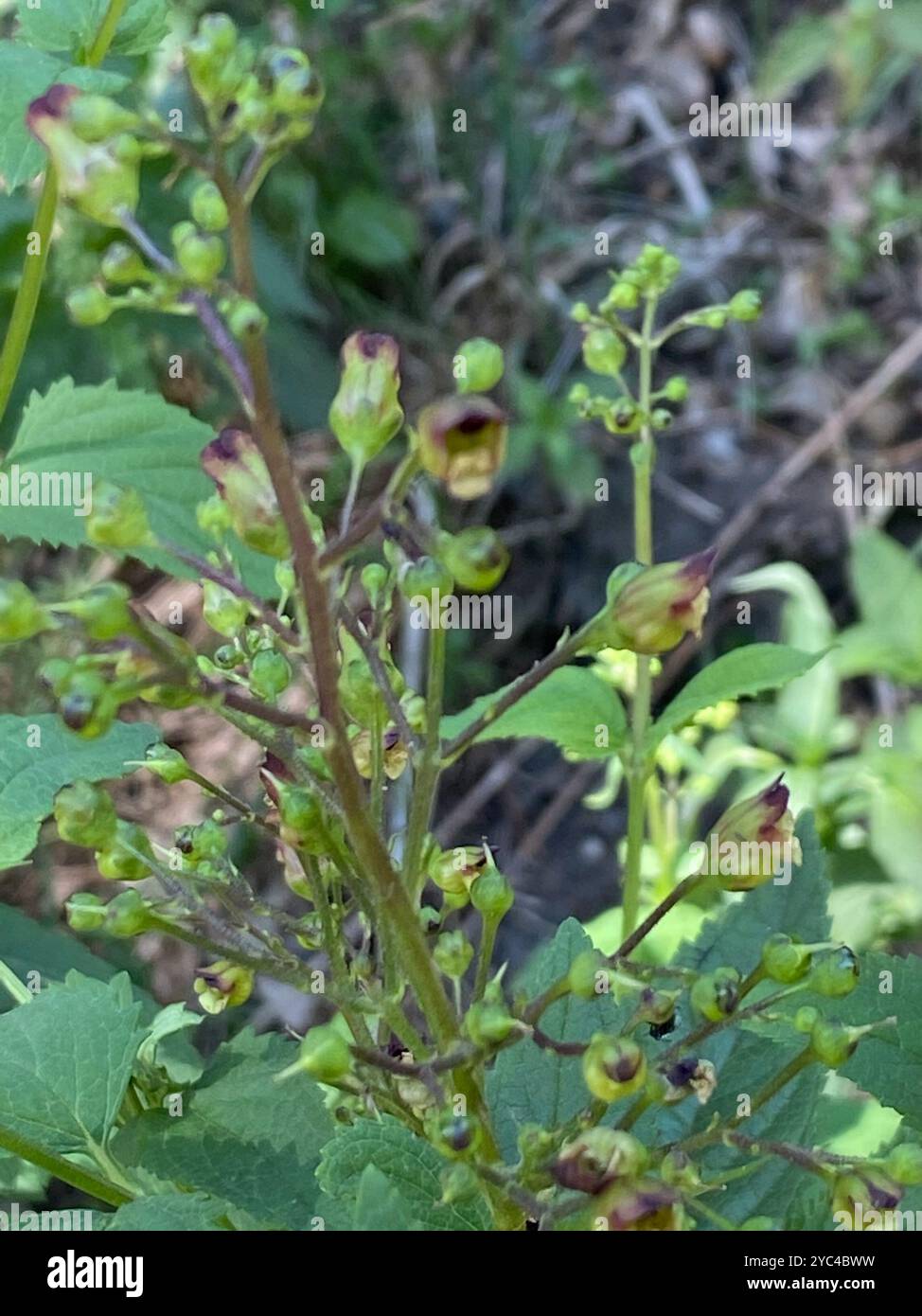 Common Figwort (Scrophularia nodosa) Plantae Stock Photo - Alamy