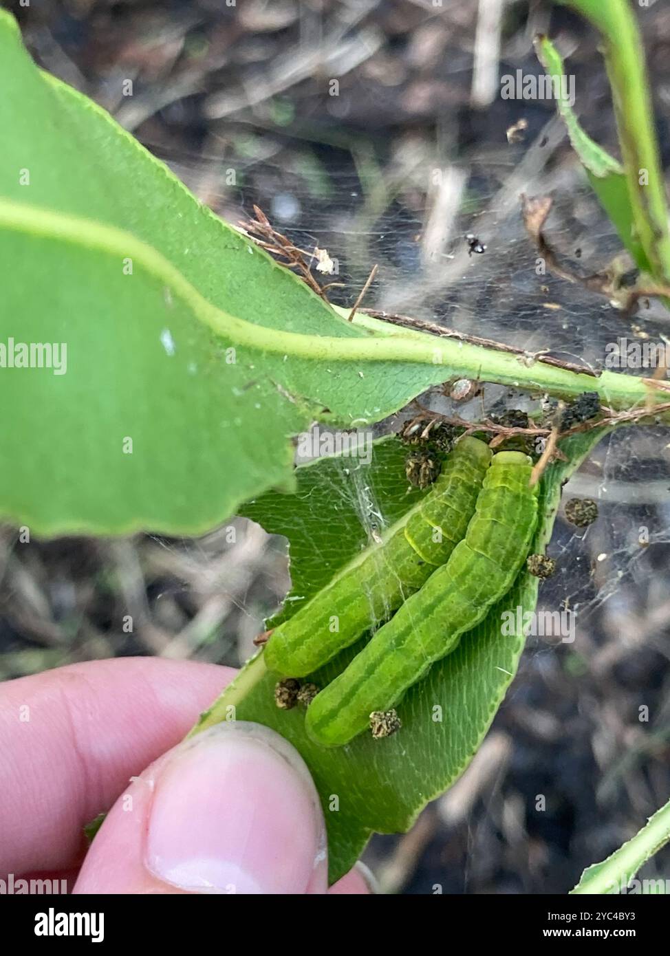 Florida Fern Moth (Callopistria floridensis) Insecta Stock Photo - Alamy