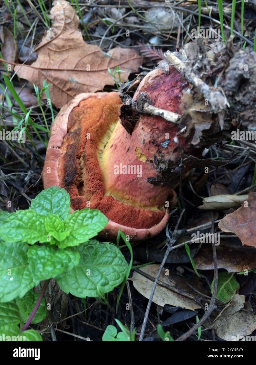 Liver Bolete (Suillellus amygdalinus) Fungi Stock Photo - Alamy