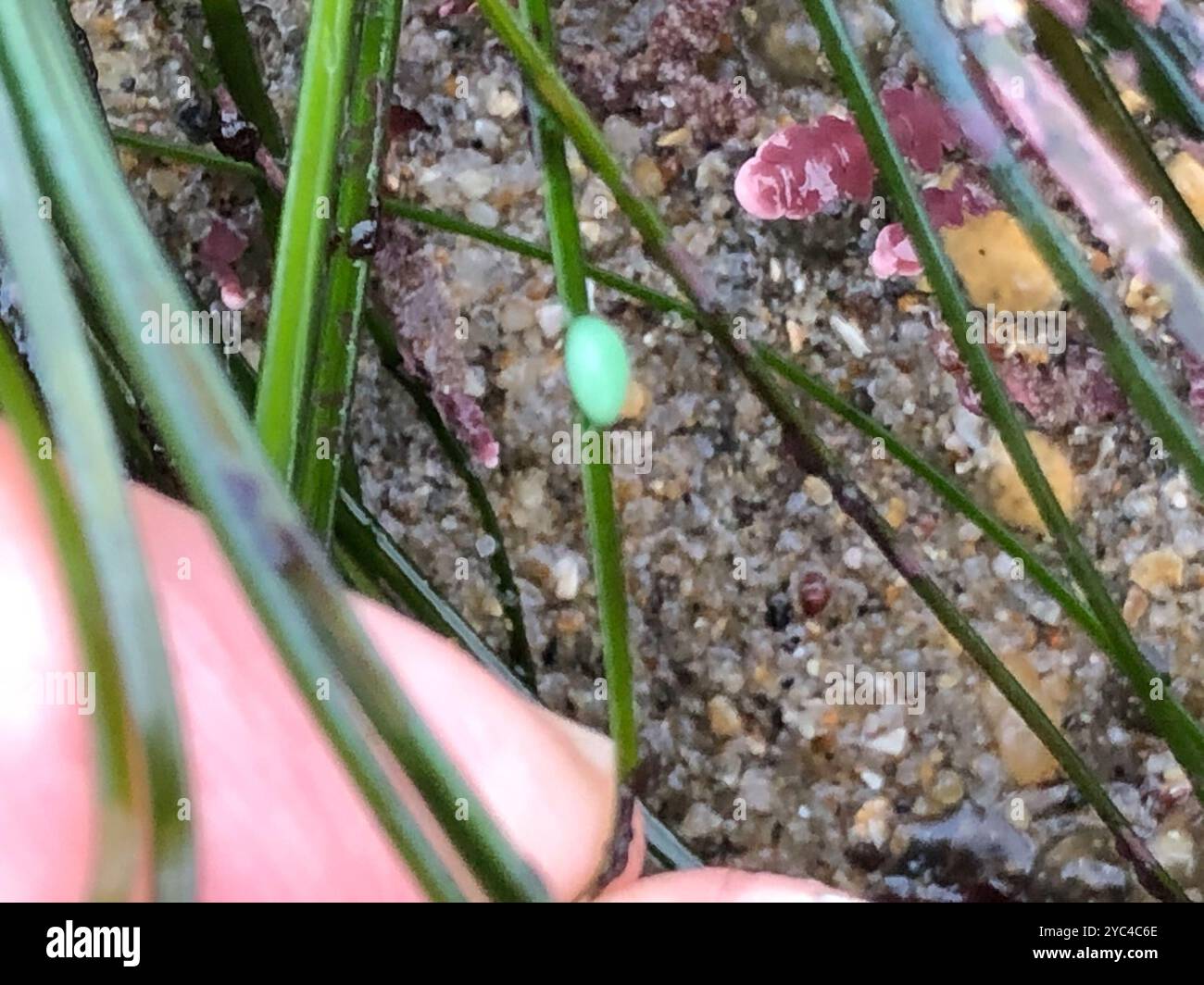 Lacuna Snails (Lacuna) Mollusca Stock Photo - Alamy