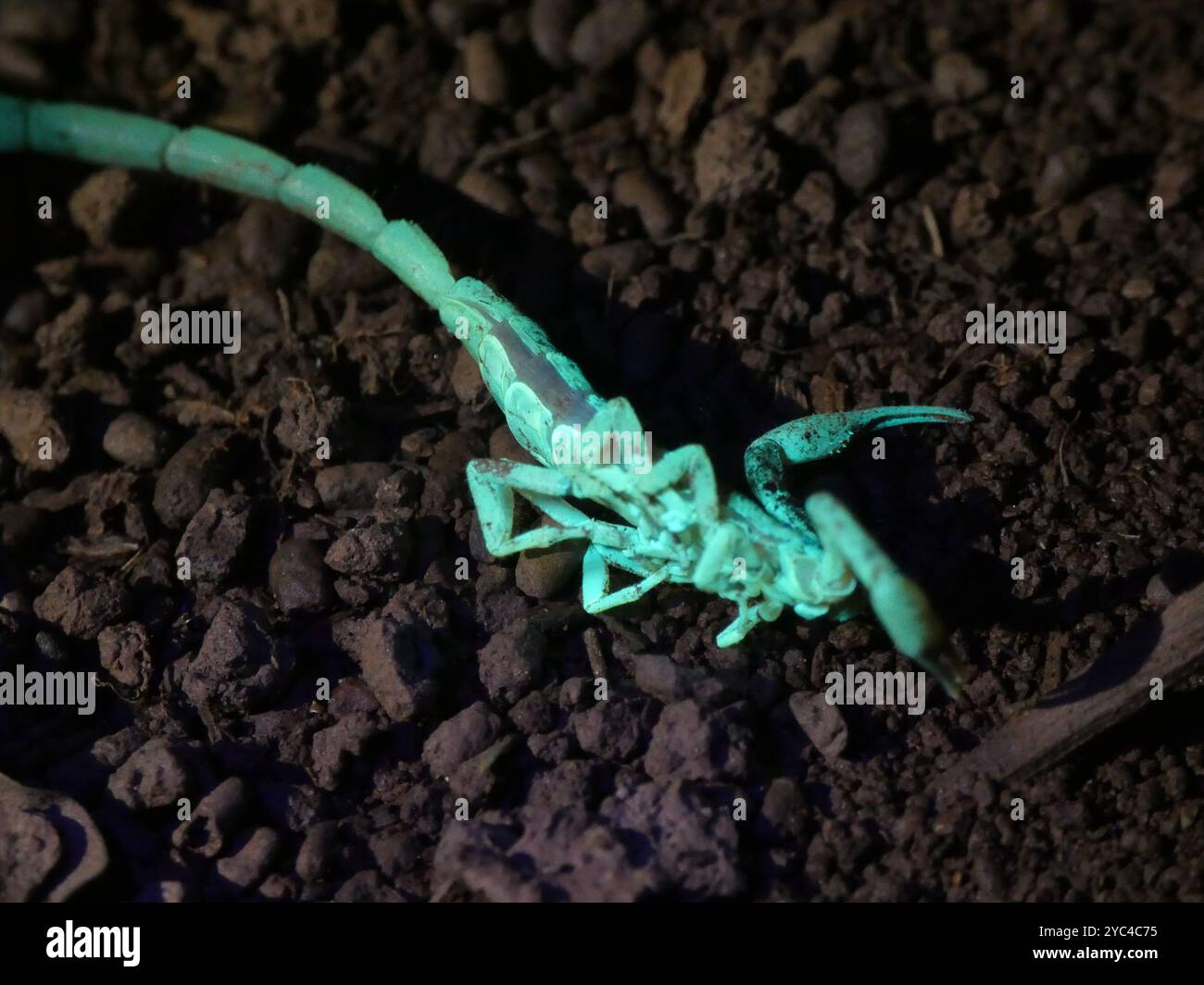 Tree Scorpions (Uroplectes) Arachnida Stock Photo - Alamy