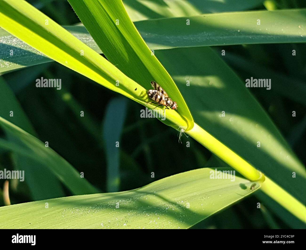 Band-winged Wingwaver (Ceroxys urticae) Insecta Stock Photo - Alamy