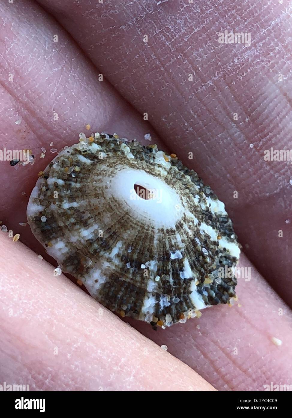 Diodora aspera hi-res stock photography and images - Alamy