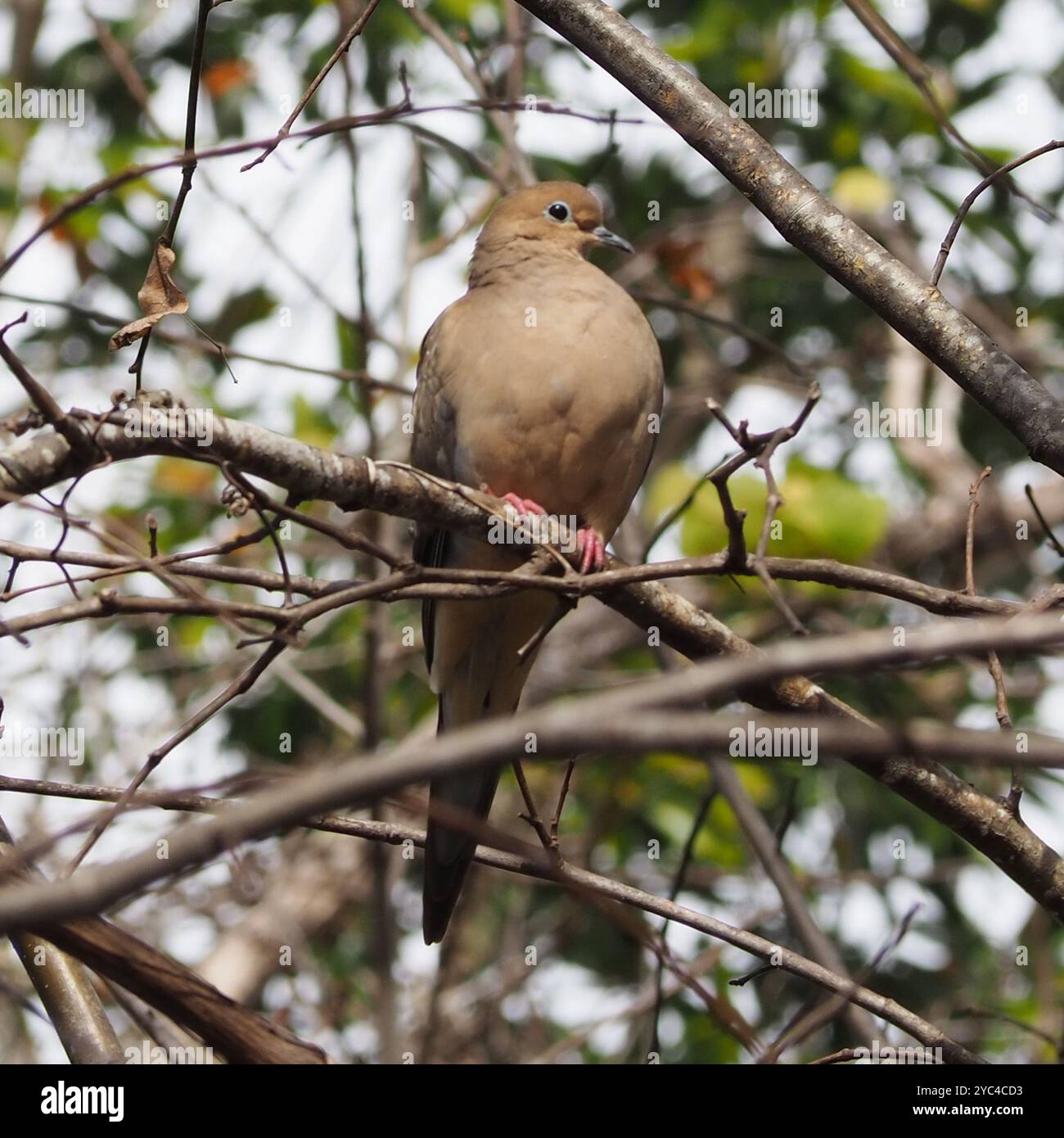 Mourning Dove (Zenaida macroura) Aves Stock Photo - Alamy