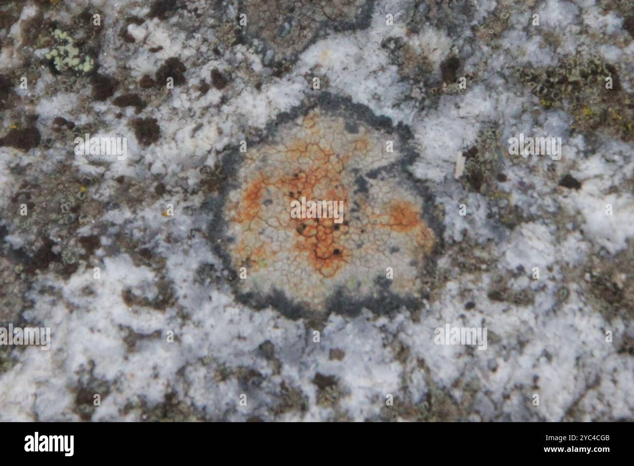 Big-disk pebble lichen (Porpidia macrocarpa) Fungi Stock Photo - Alamy