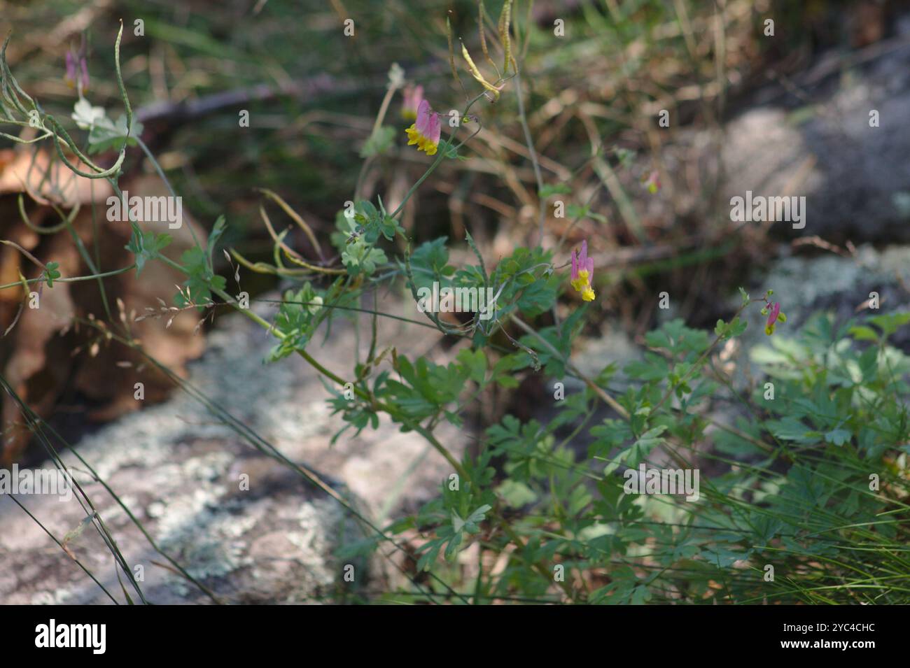 rock harlequin (Capnoides sempervirens) Plantae Stock Photo - Alamy
