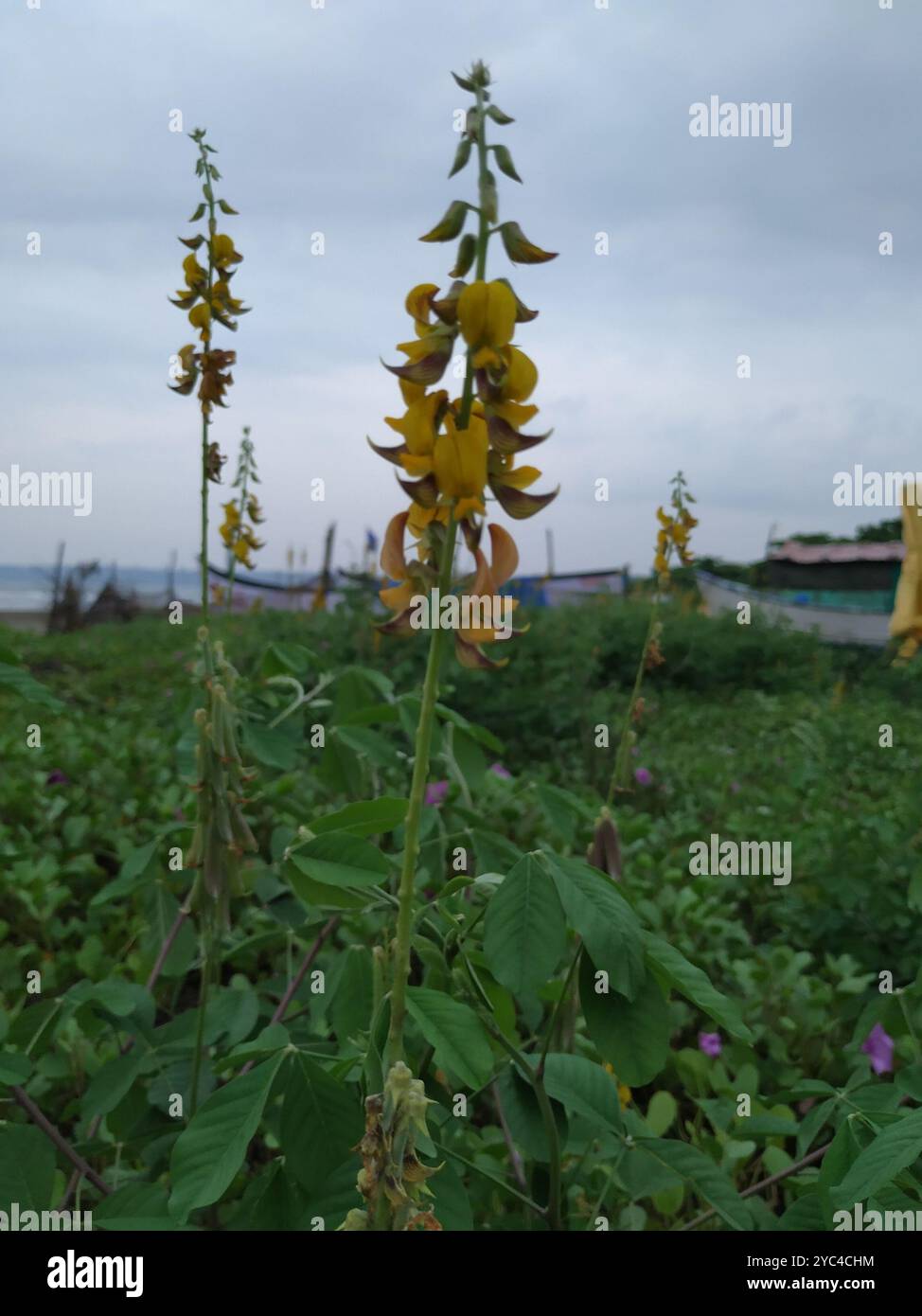 Streaked Rattlepod (Crotalaria pallida) Plantae Stock Photo - Alamy