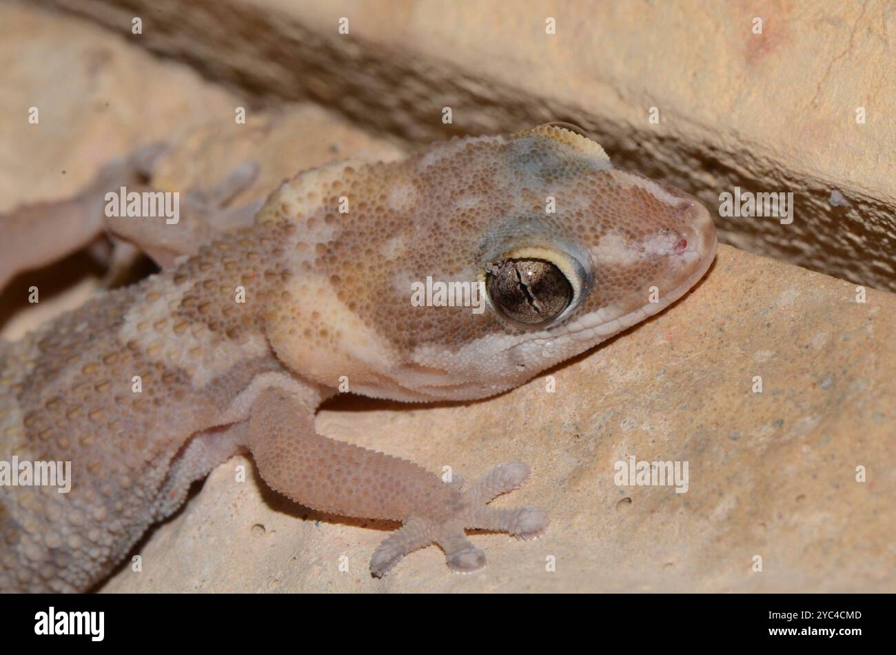 Smith's Thick-toed Gecko (Pachydactylus formosus) Reptilia Stock Photo ...