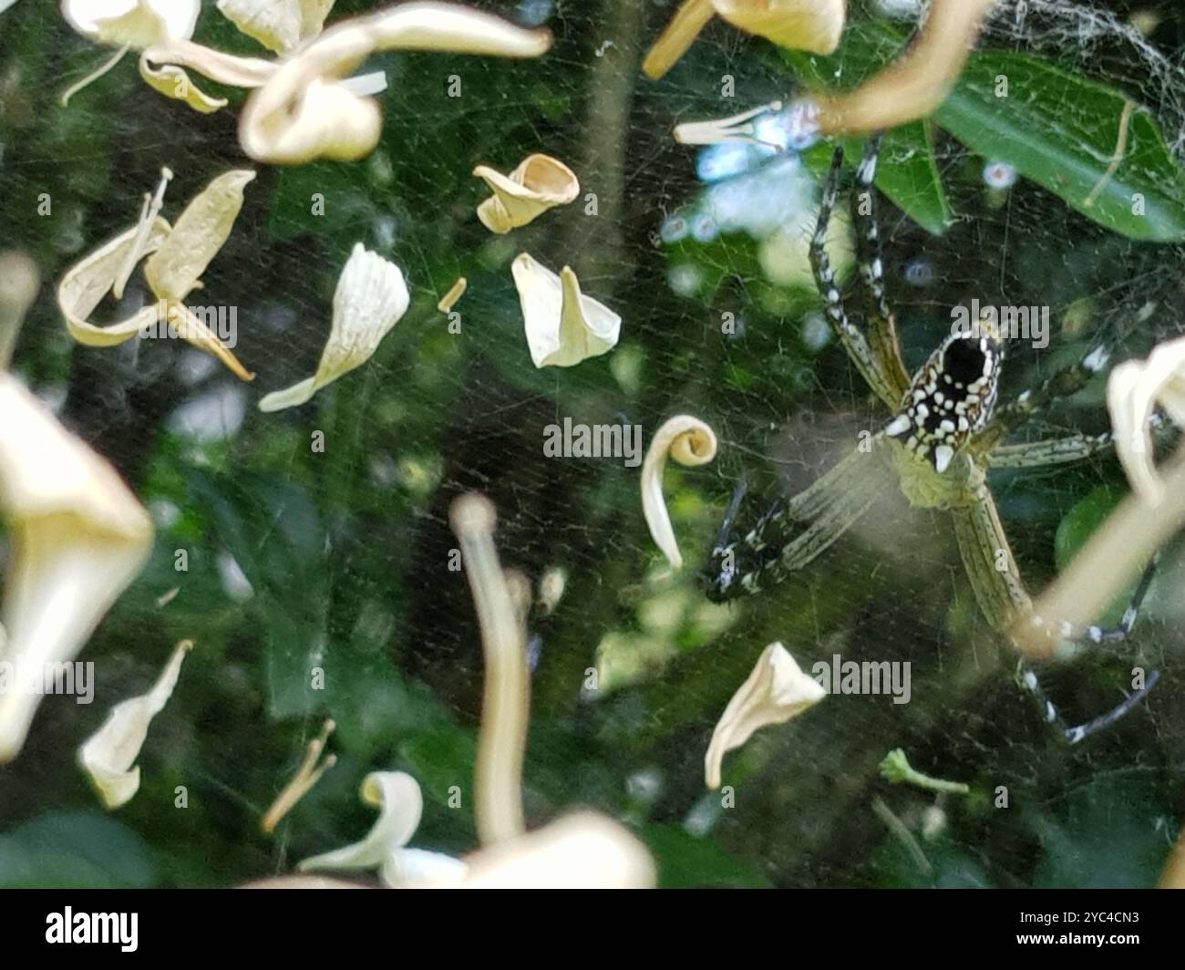 Dome Web Spider (Cyrtophora moluccensis) Arachnida Stock Photo - Alamy