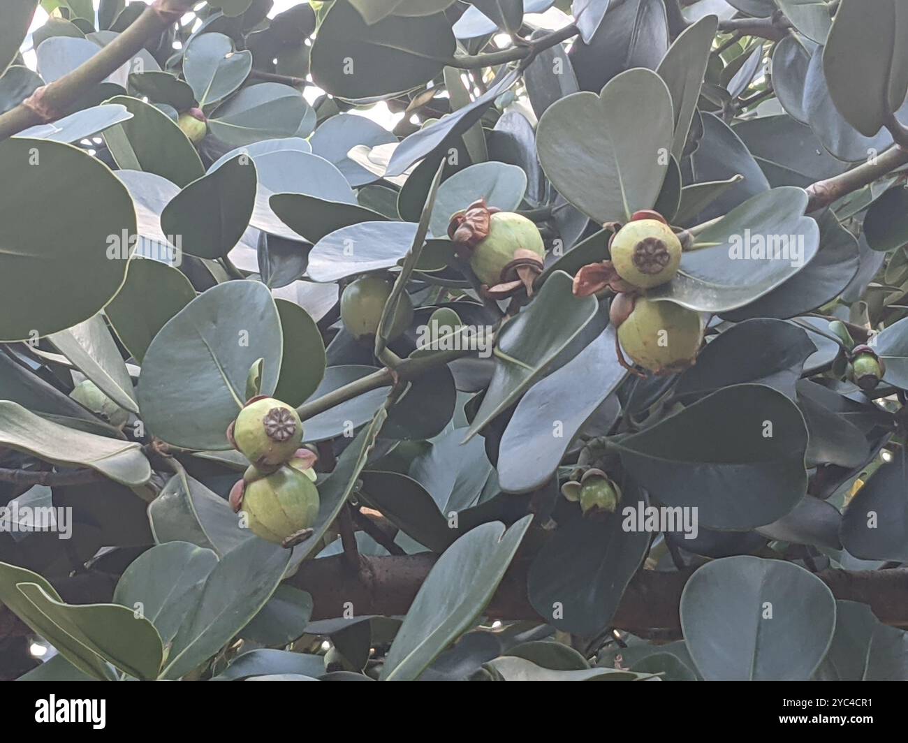 autograph tree (Clusia rosea) Plantae Stock Photo - Alamy