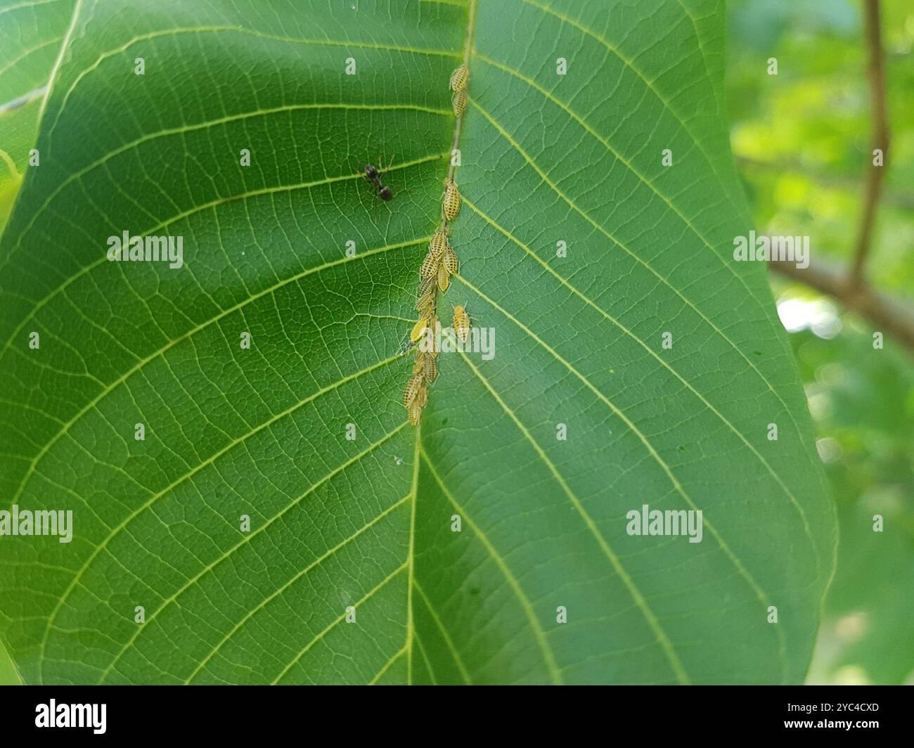 Walnut Aphid (Panaphis juglandis) Insecta Stock Photo - Alamy
