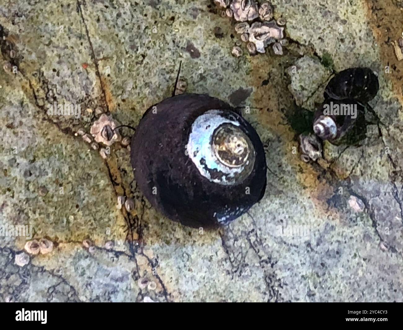 Black Tegula (Tegula funebralis) Mollusca Stock Photo - Alamy