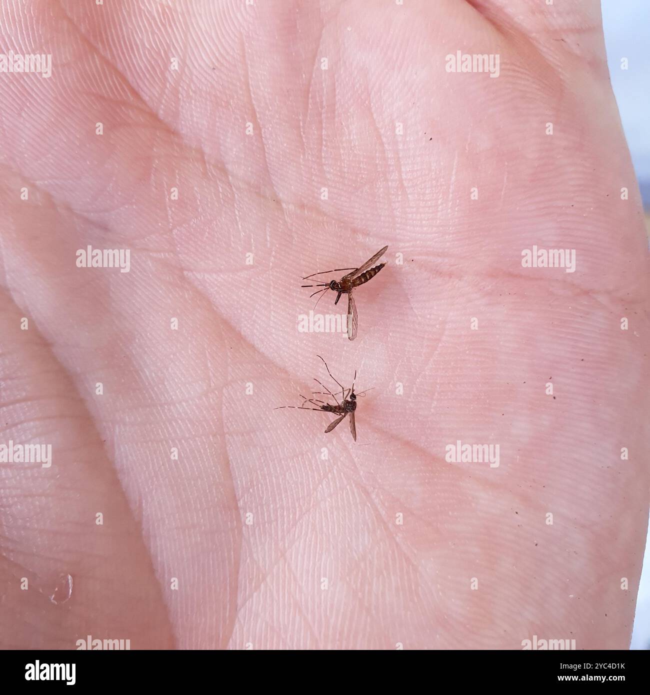 Striped Mosquito (Aedes notoscriptus) Insecta Stock Photo - Alamy