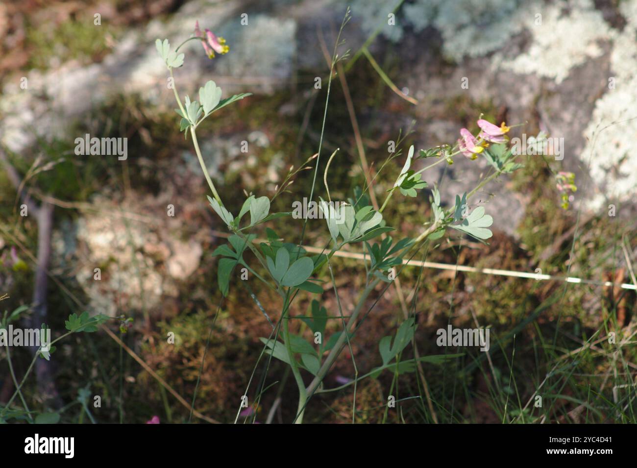 rock harlequin (Capnoides sempervirens) Plantae Stock Photo - Alamy
