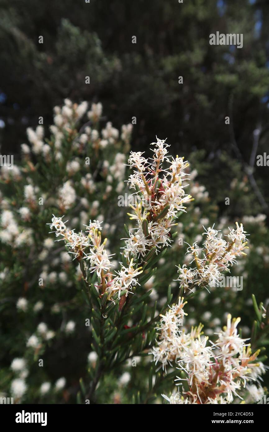 narrow-leaf orites (Orites revolutus) Plantae Stock Photo - Alamy