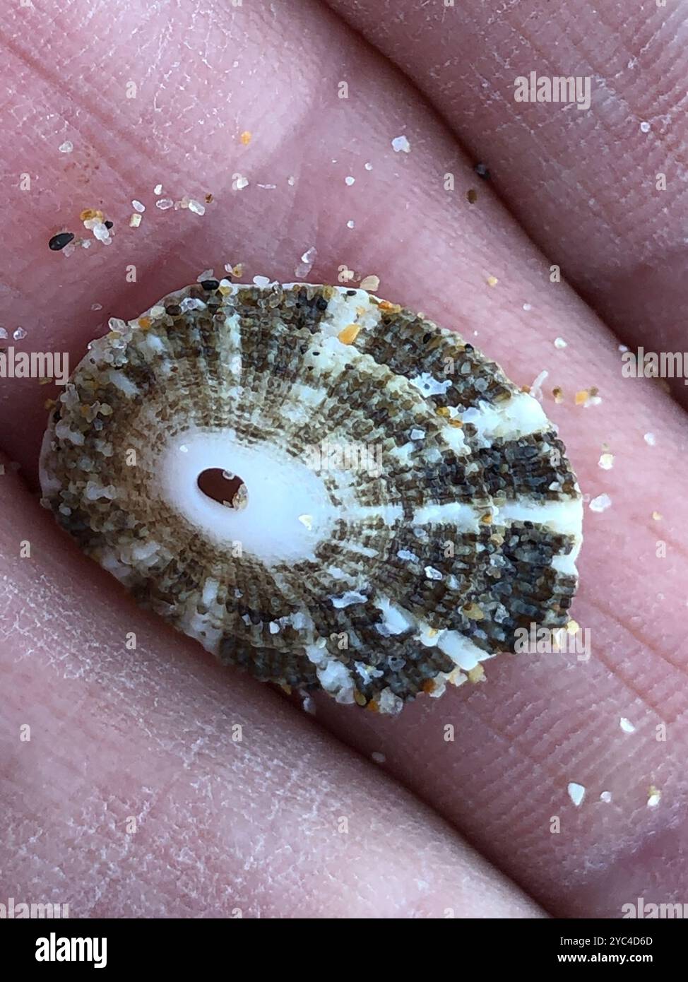 Rough keyhole limpet hi-res stock photography and images - Alamy