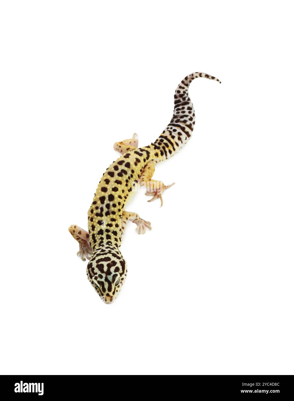 One gecko animal isolated on white, top view Stock Photo - Alamy