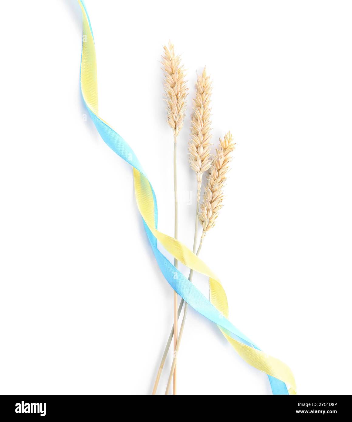 Ears of wheat with ribbons in colors of Ukrainian national flag ...
