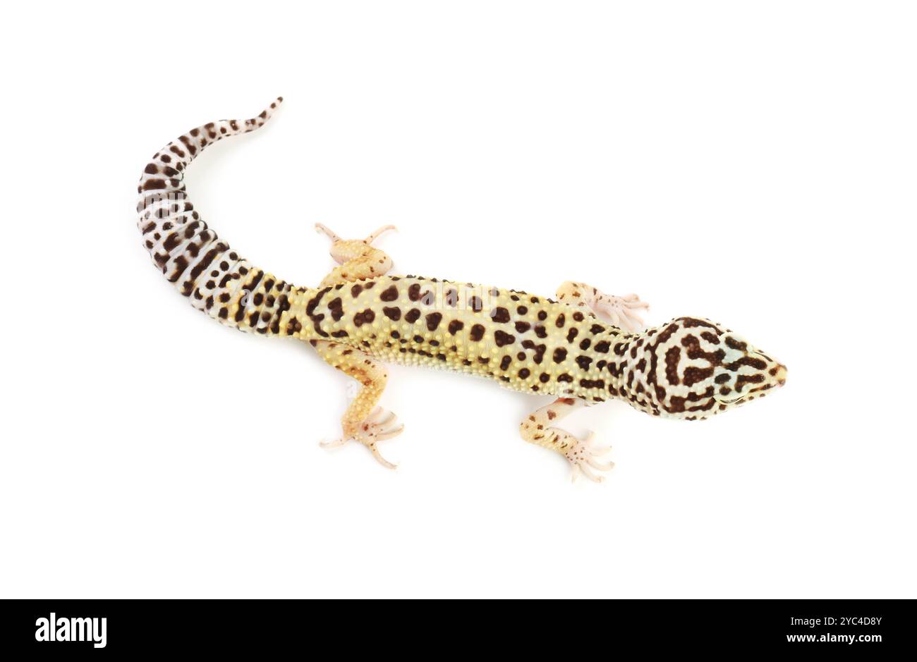 Top view exotic gecko hi-res stock photography and images - Alamy