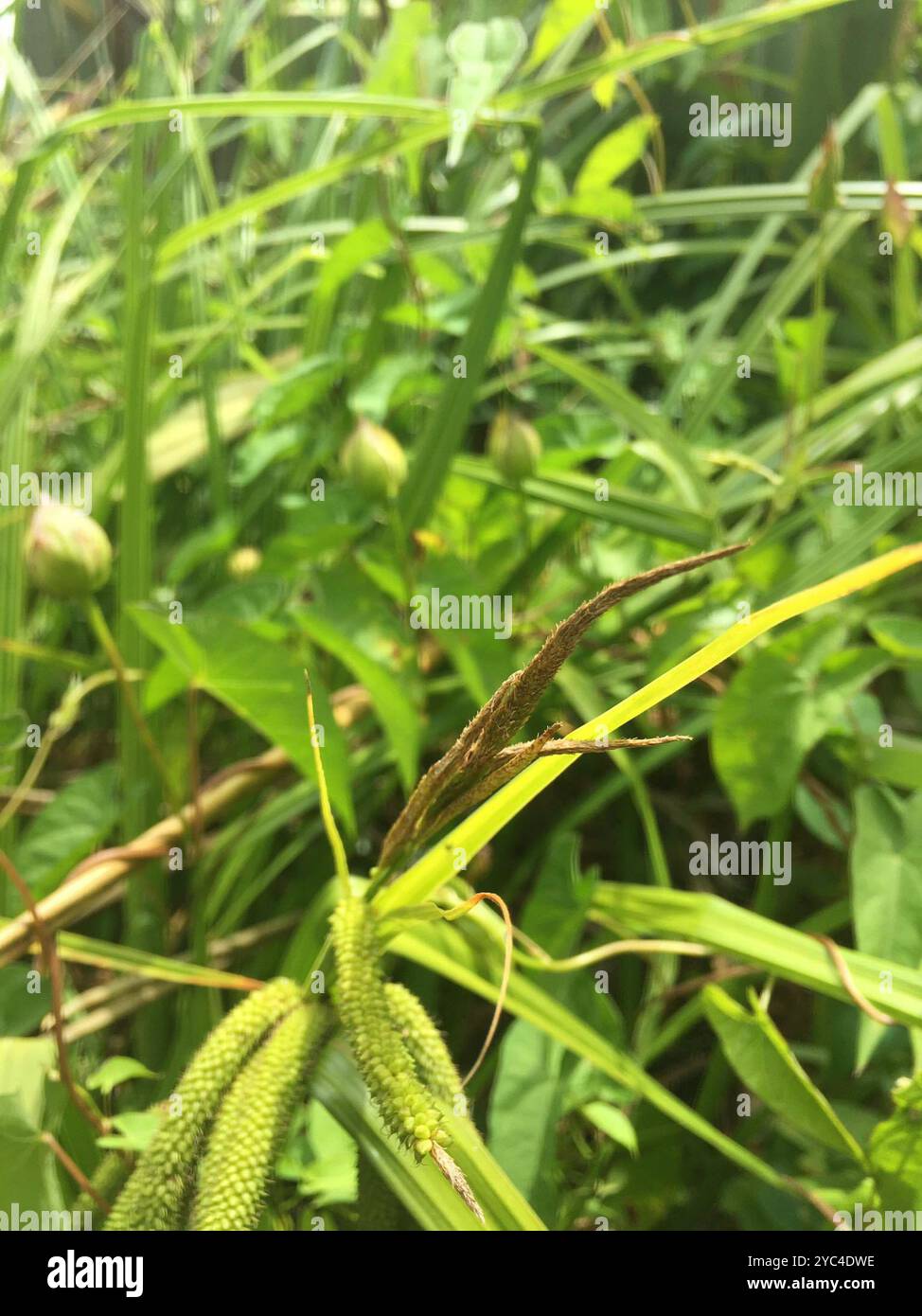 Cutty grass hi-res stock photography and images - Alamy