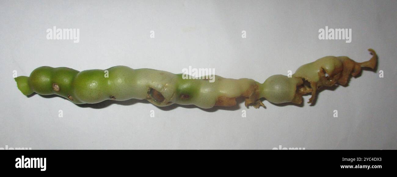 beadbean (Maerua angolensis) Plantae Stock Photo - Alamy