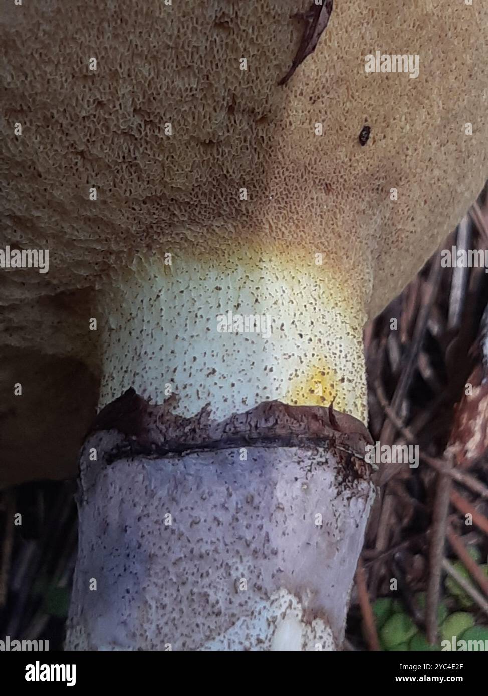 Purple-veiled Slippery Jack (Suillus luteus) Fungi Stock Photo - Alamy