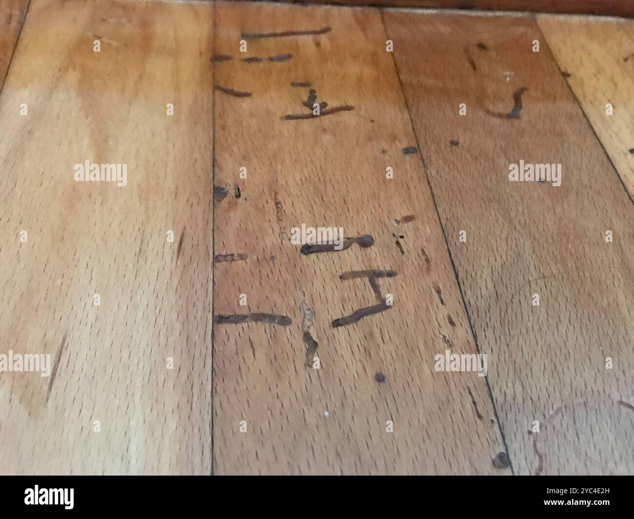 Deathwatch, Spider, and Wood-borer Beetles (Ptinidae) Insecta Stock ...