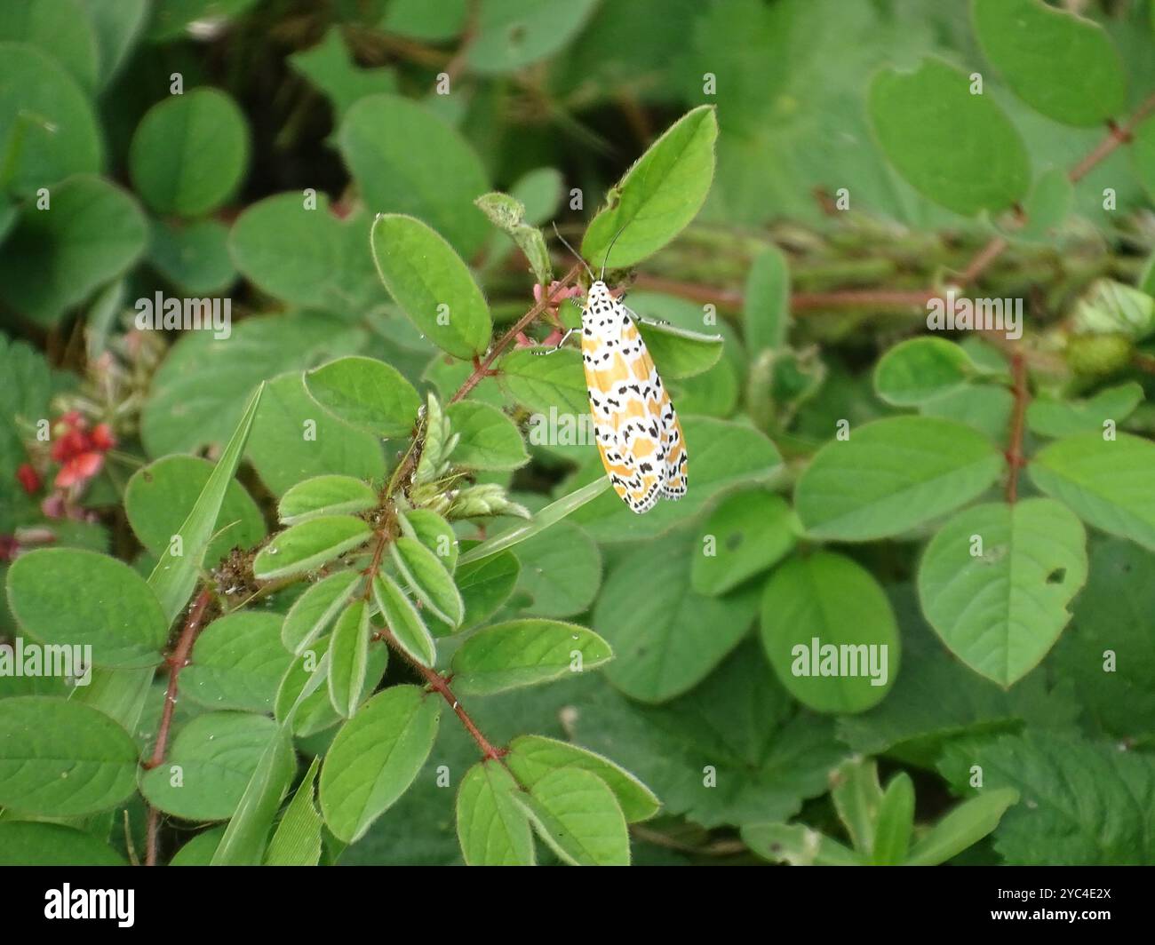 Ornate Bella Moth (Utetheisa ornatrix) Insecta Stock Photo - Alamy