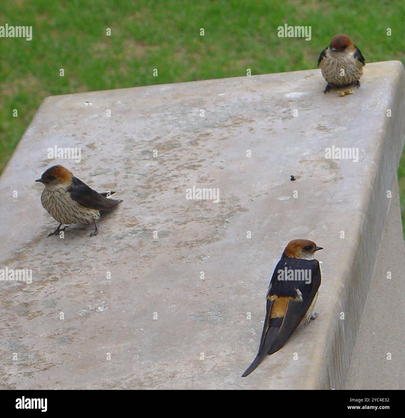 Greater Striped Swallow (Cecropis cucullata) Aves Stock Photo - Alamy