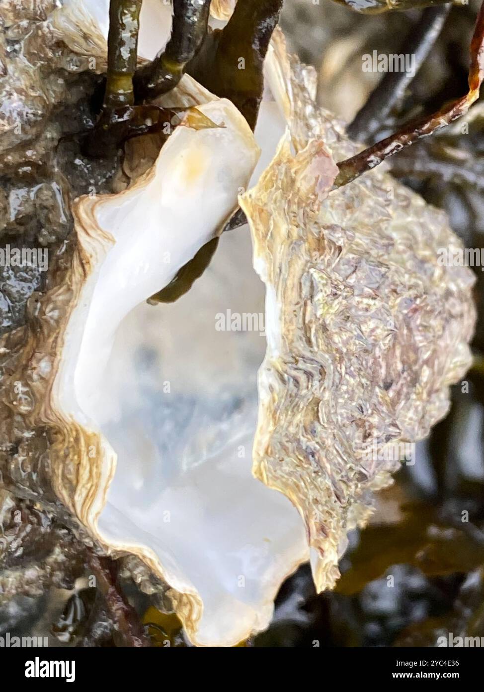 Pacific Oyster (Magallana gigas) Mollusca Stock Photo - Alamy