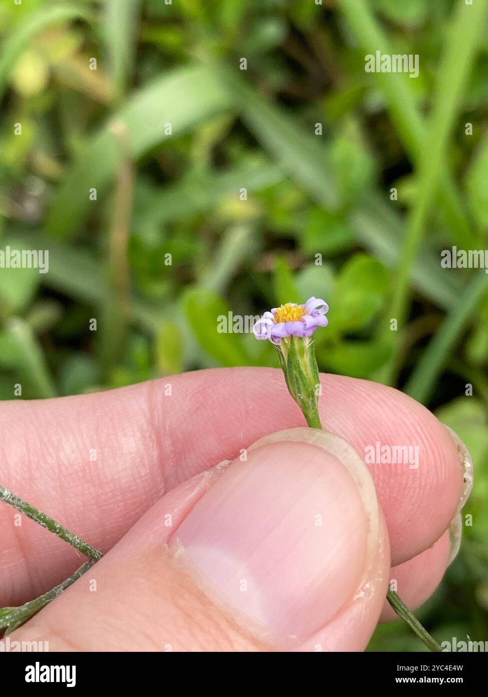 Bahaman aster (Symphyotrichum bahamense) Plantae Stock Photo - Alamy