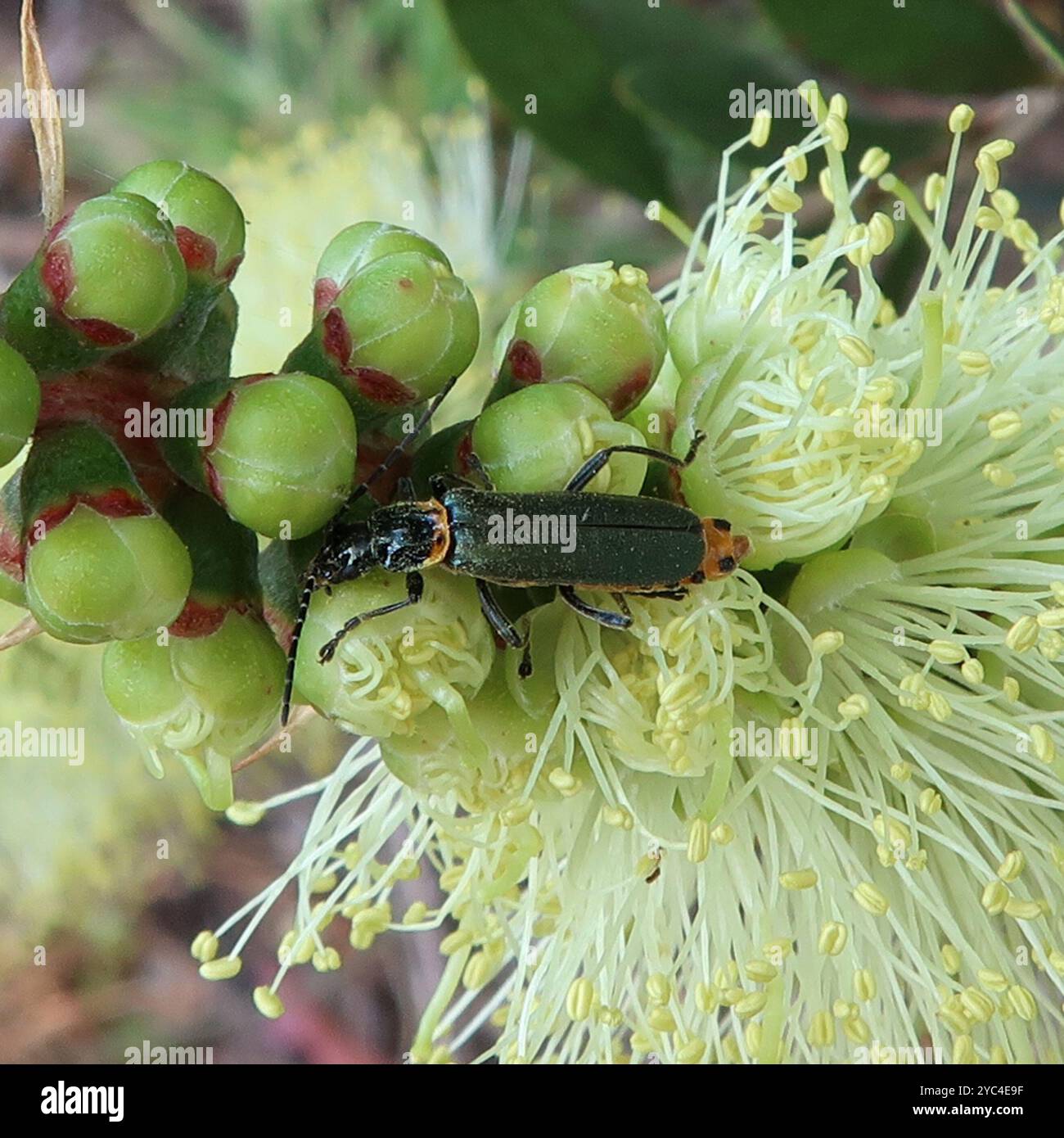 Plague Soldier Beetle (Chauliognathus lugubris) Insecta Stock Photo - Alamy