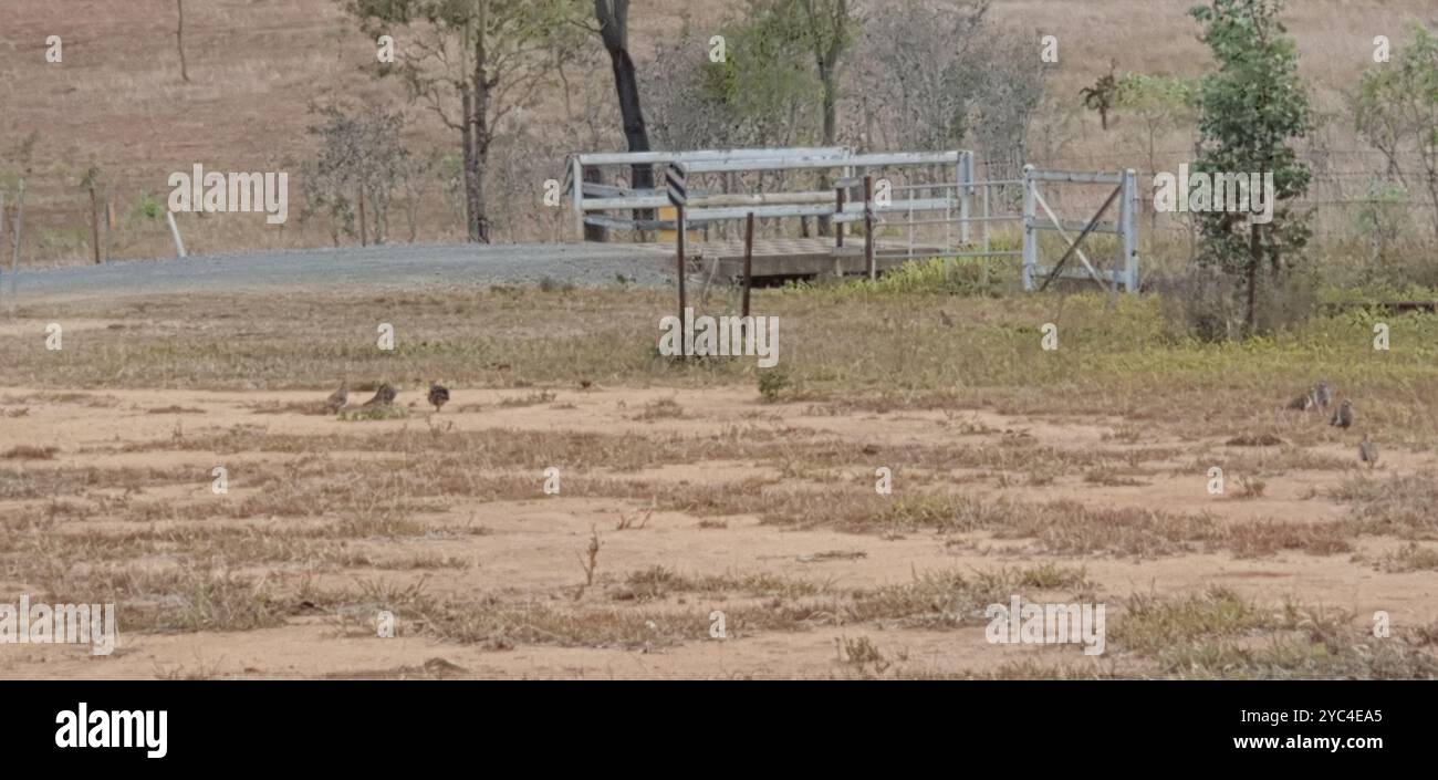 Geophaps scripta scripta hi-res stock photography and images - Alamy