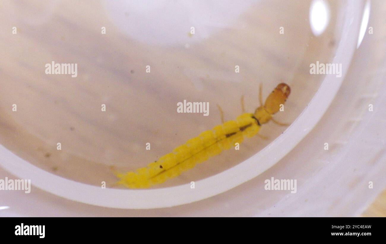 Little Black Caddisflies (Chimarra) Insecta Stock Photo - Alamy