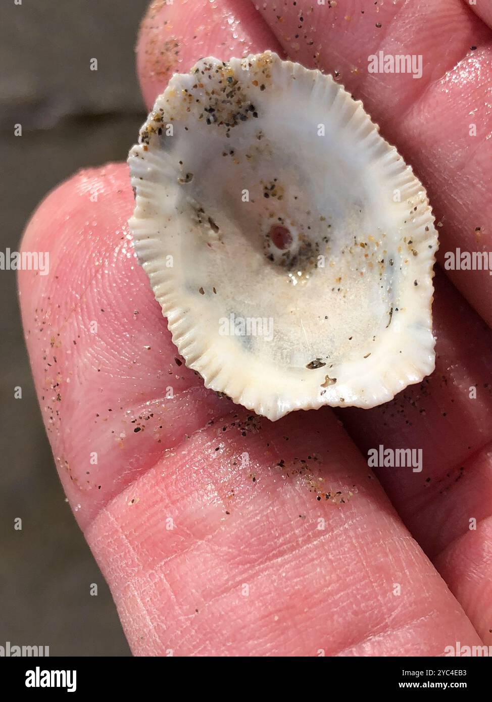 Rough Keyhole Limpet (Diodora aspera) Mollusca Stock Photo - Alamy