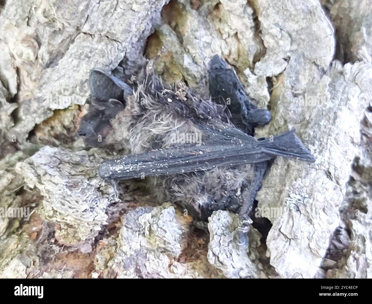 Northern Bat (Eptesicus nilssonii) Mammalia Stock Photo - Alamy