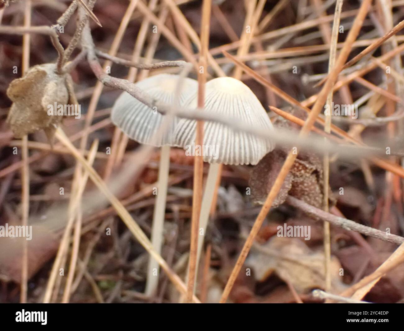 pleated inkcap (Parasola plicatilis) Fungi Stock Photo - Alamy