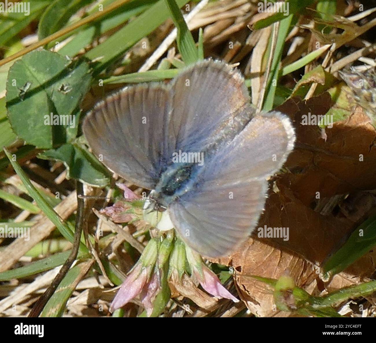 Common Grass-blue (Zizina otis labradus) Insecta Stock Photo - Alamy