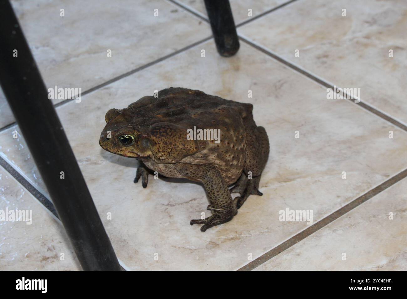 Giant Toad (Rhinella horribilis) Amphibia Stock Photo - Alamy