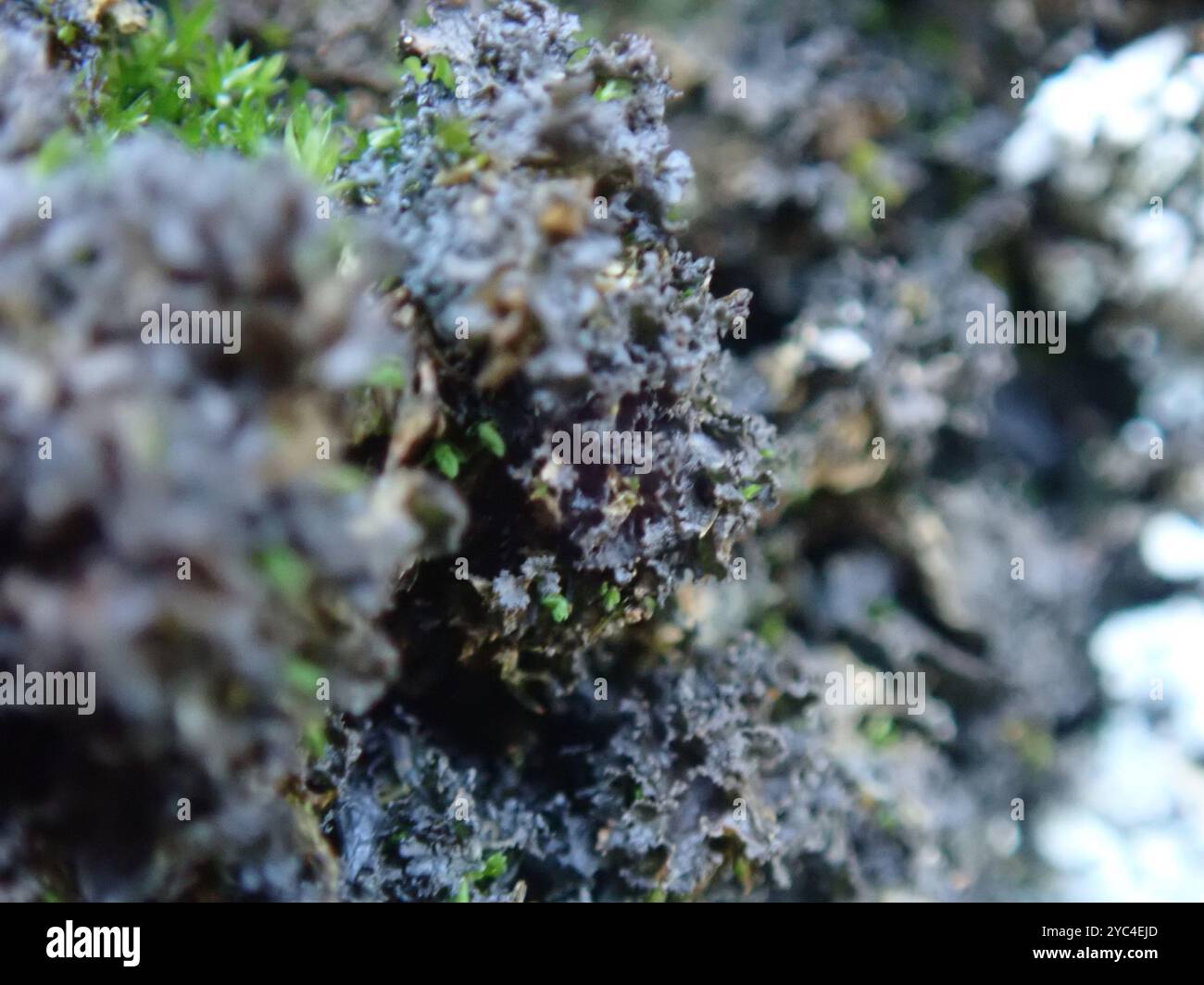 Tattered Jellyskin Lichen (Scytinium lichenoides) Fungi Stock Photo - Alamy