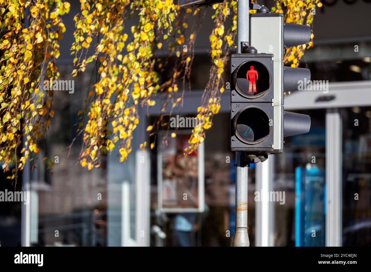 A red pedestrian signal indicates stop while autumn leaves frame the ...