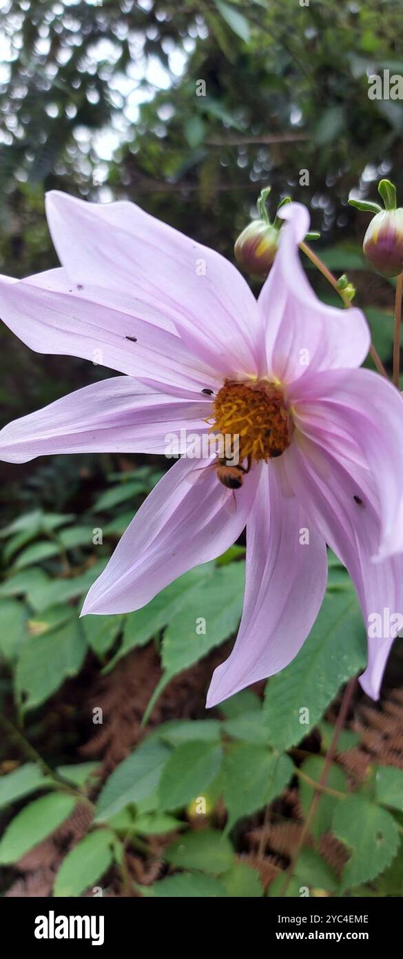 Tree Dahlia (Dahlia imperialis) Plantae Stock Photo - Alamy